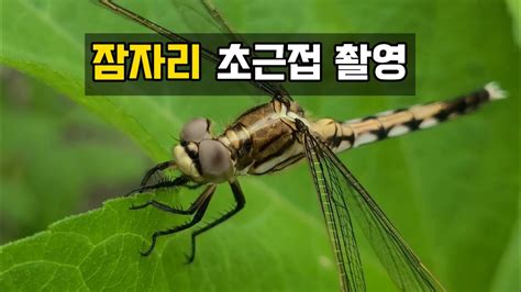 투명한 날개를 가진 잠자리를 초근접 관찰해 봅니다 Youtube