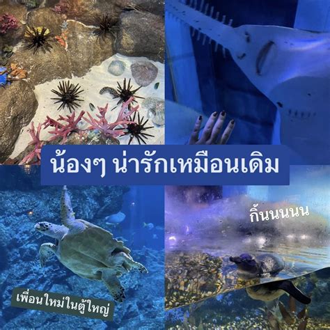 🐬 อัปเดตสยามโอเชี่ยนเวิร์ล ปันโปร Punpromotion