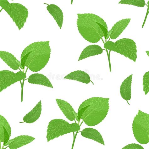 Melissa Or Mint Seamless Pattern Botanical Background With Green