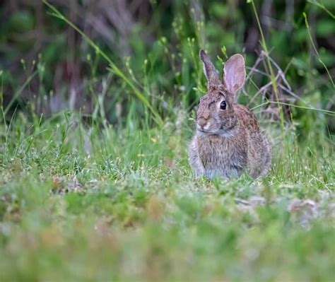 67000 Wild Bunny Pictures