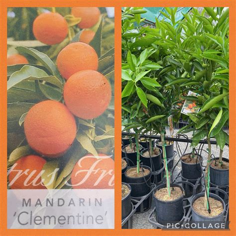 Mandarin Clemantine Bravo Nursery