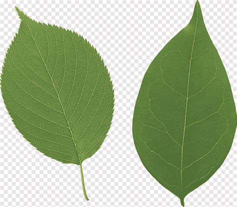Desktop Leaf Computer Icons Green Leaves Image File Formats Leaf Png