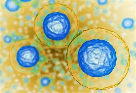 Mapk信号通路wnt信号通路ppar细胞信号通路 华美生物