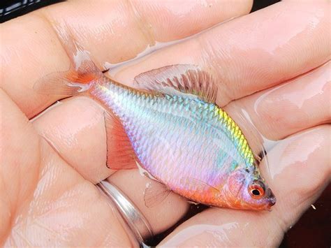 タイリクバラタナゴの特徴見分け方 写真から探せる魚図鑑