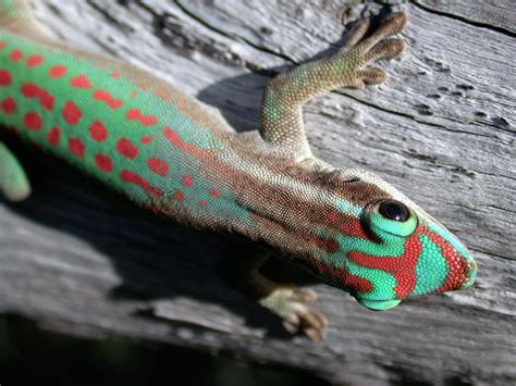 Sex Gecko Satellite Back Under Russian Control Ibtimes