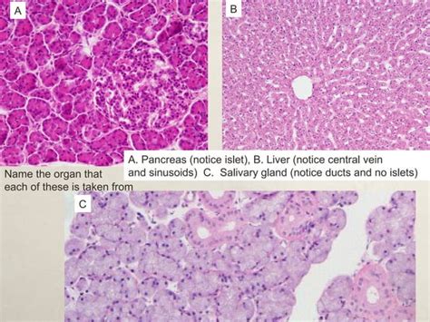 Digestive System Histology Ppt