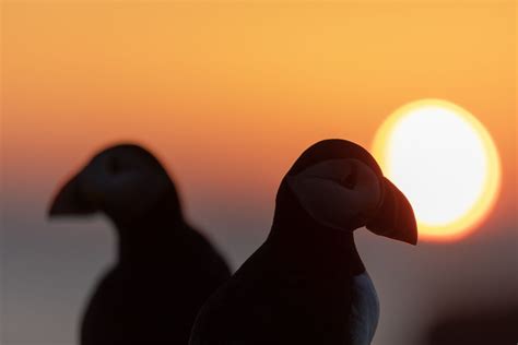 Female Wolf Spider With Spiderlings