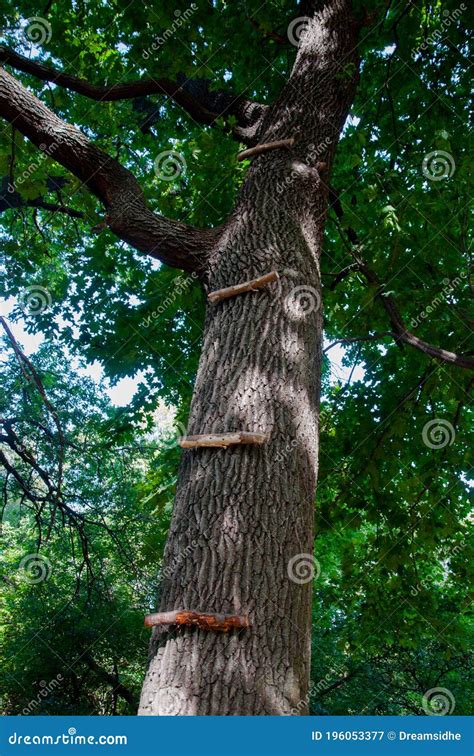 Stage Ladder Nailed To The Trunk Of A Tall Tree Stock Image Image Of