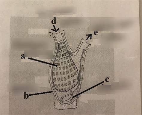 Tunicate Diagram Diagram Quizlet