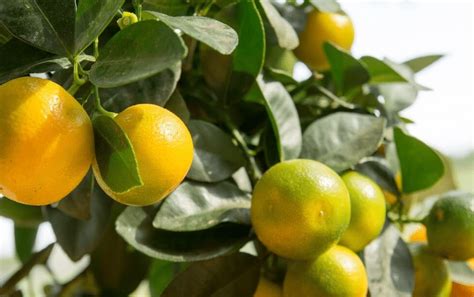 깔라만시 효능과 부작용 및 먹는법 정리 인포 매뉴얼