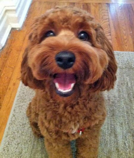 59 Best Images About Cockapoo ♥ On Pinterest Cockapoo Temperament