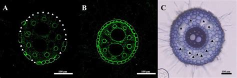 Bio Protocol On Linkedin Reproducibility Lifesciences Plantscience