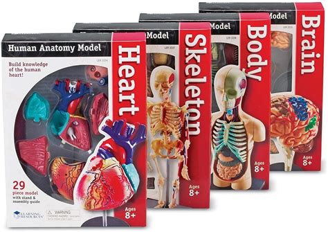 Anatomy Models, Set of 4 | A Mighty Girl