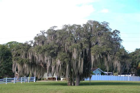 How To Identify Oak Trees In Florida Usa
