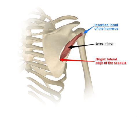 Infraspinatus And Teres Minor Rotator Cuff Yoga Anatomy