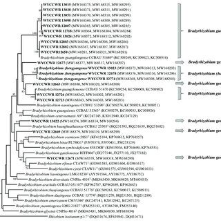 Maximum Likelihood Phylogenetic Tree Based On Concatenated