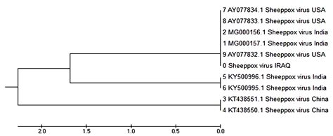 Molecular And Phylogenetic Analysis Of Sheep Pox Virus In Iraq