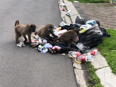 Use Baboon Proof Bins Overstrand Municipality