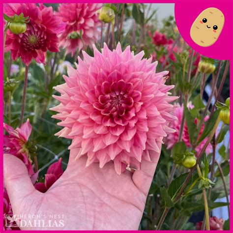 Amelia Jay Tuber Herons Nest Dahlias