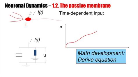 Ppt Neuronal Dynamics Computational Neuroscience Of Single Neurons