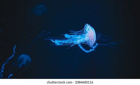 Jelly Fish Texture Close Up Stock Photos Images Photography Shutterstock