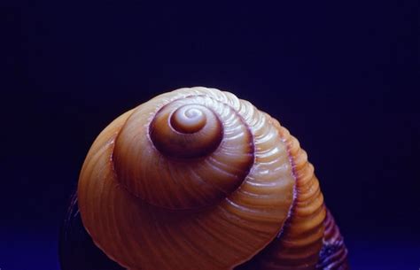 Studio Still Life Of A Shell Premium Photo