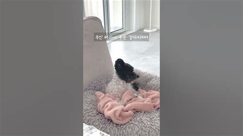 주인 따라서 우는 강아지ㅋㅋㅋ Youtube