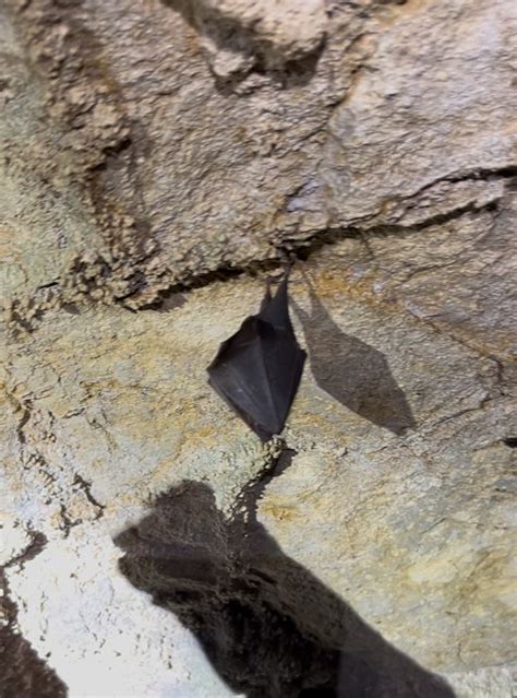 ჩვენი სენაკი • Chveni Senaki 📢 საზოგადოებრივი გაერთიანება ჩვენი სენაკის წევრებმა იგორ