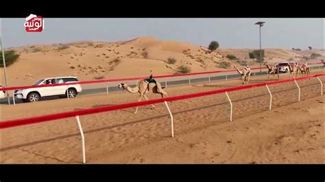 الشوط 11 شاهين لـ راشد محمد بن سعيد الخاطري ، شارة الديوان 20241114