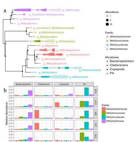 Phylogenetic Tree Based On 16s Rrna Genes Showing The Otu Abundance