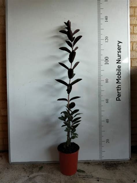 Beetroot Guava Tree Perth Wa