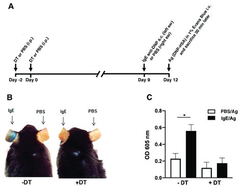 Passive Cutaneous Anaphylaxis Reaction Is Impaired After Conditional