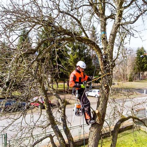 Tree Pruning Tips Edmonton How To Care For Your Trees