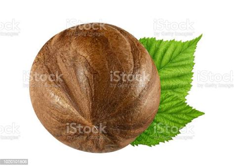 한 헤이즐넛 패키지 디자인 요소로 잎 껍질 없이 근접 촬영을 격리 흰색 바탕에 신선한 유기 양 개 암 나무입니다 1 너트 매크로