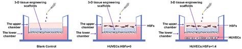 The Transwell Model Of Cell Co Culture Download Scientific Diagram