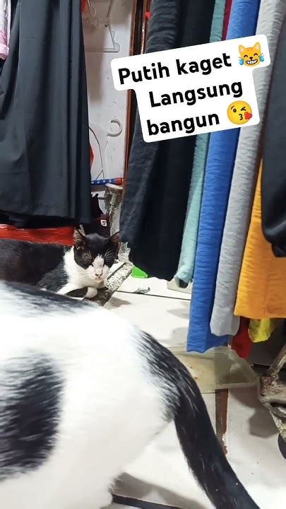 Putih Kaget 😹catlover Suasana Siang 😹😘 Youtube