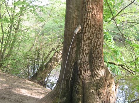Pinkelbaum Peeing Tree Atlas Obscura