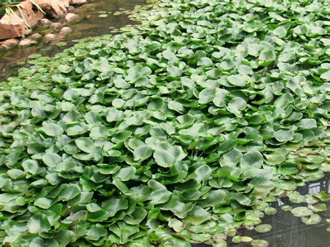 Aurabackdrop Ecological Significance Of Macrophytes