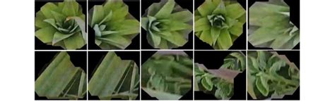Extracted Pineapple Crowns And Noise From Bounding Box Images