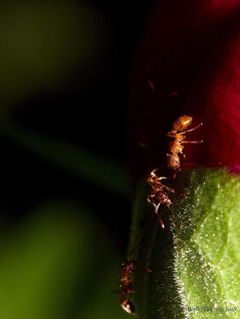 Premium Photo Close Up Of Ant Premium Photo Close Up Of Ant