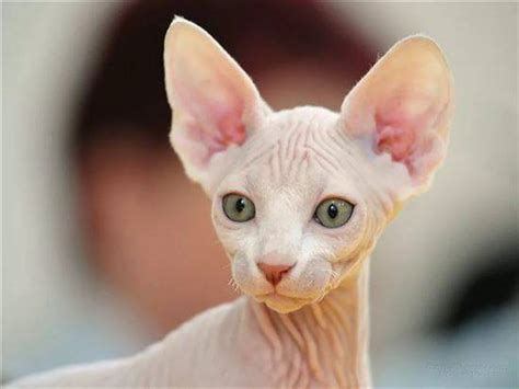 Картинка Кота Сфинкса