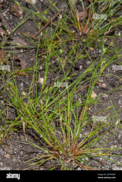 Juncus Bufonius