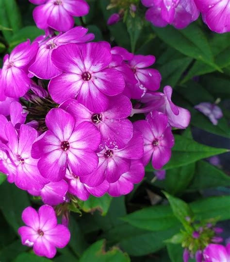 Phlox Volcano® Purple With White Eye Volcano® Purple With White Eye