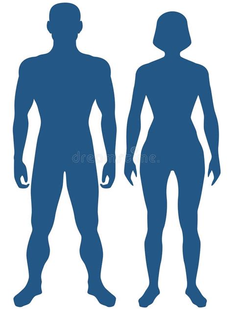 Human Body Stock Vector Illustration Of People Pair 49090018