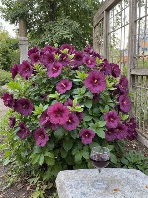 Top 10 Hardy Hibiscus Varieties For Cold Climates The Homespun Hydrangea