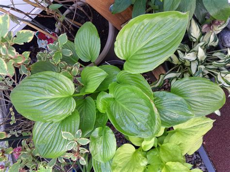 Plantaginea Grandiflora Torys Kleine Hosta Datenbanks Webseite