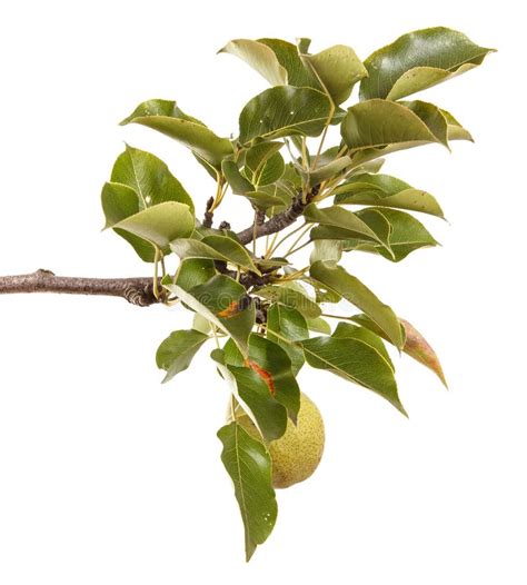 Pear Tree Branch With Leaves Isolated On White Stock Image Image Of