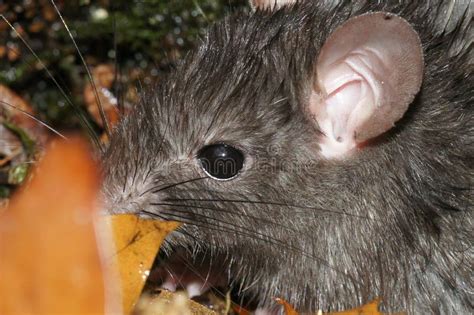 Closeup On A Wed Black Rat Rattus Rattus Sitting Amongst Leaves Stock