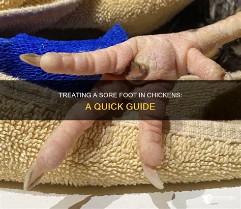 Treating A Sore Foot In Chickens A Quick Guide Cychicken