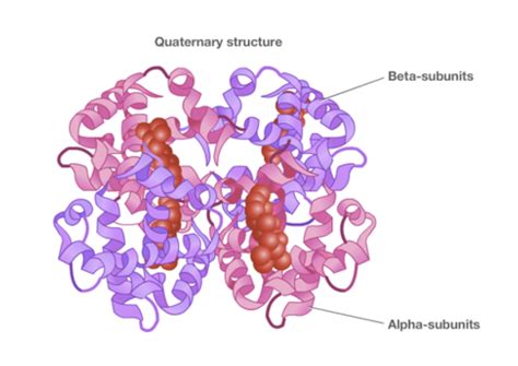 Cellular Neurobiology Exam 1 Flashcards Quizlet